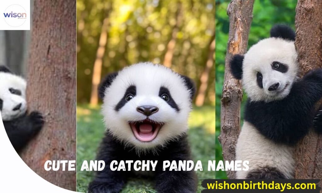 275+ Cute And Catchy Panda Names With Generator